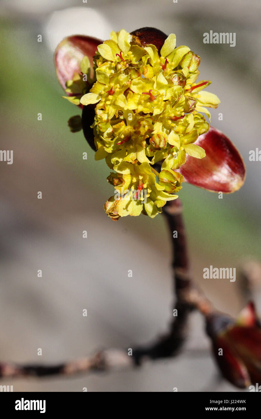 signs of spring. closeup of crimson maple tree buds bursting into ...