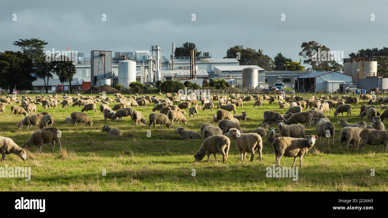 Lots of sheep hi-res stock photography and images - Alamy