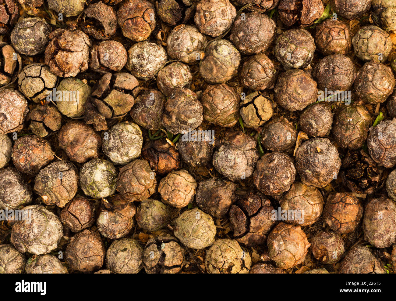 Cupressus macrocarpa hi-res stock photography and images - Alamy