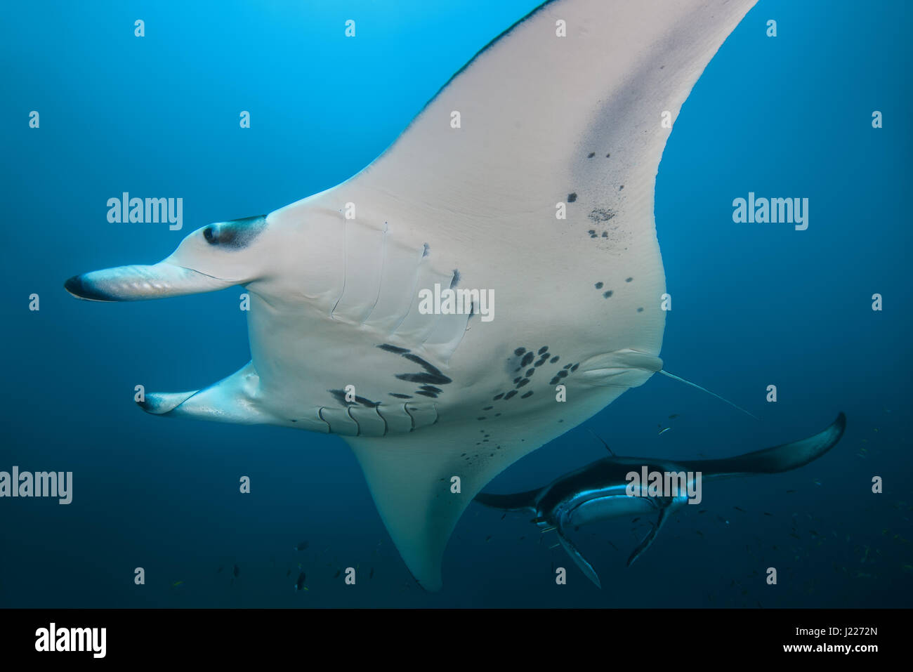 Two Reef Manta Ray (Mobula alfredi, Alfred manta) swims in blue water ...