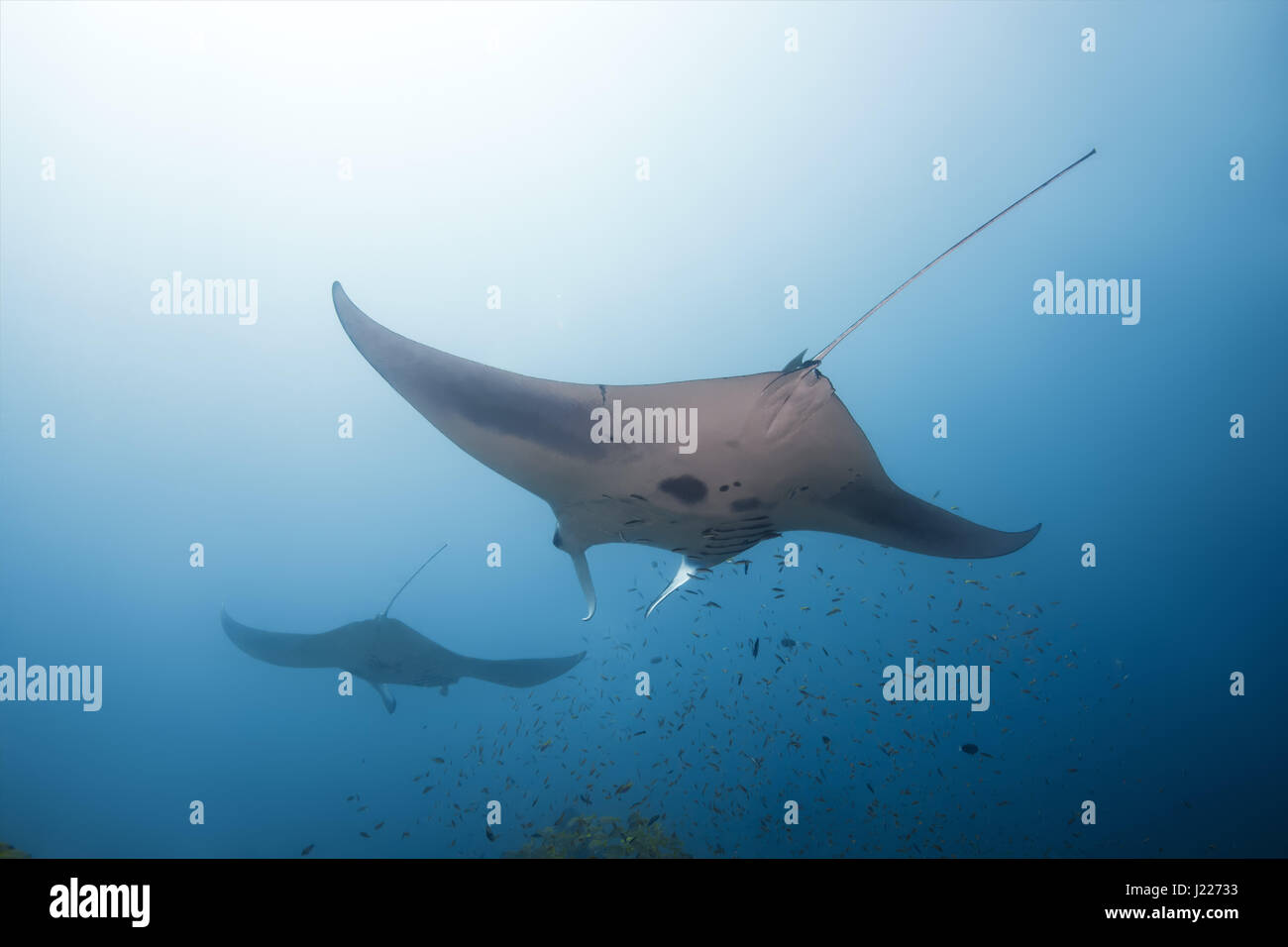 Two Reef Manta Ray (Mobula alfredi, Alfred manta) swims in blue water ...