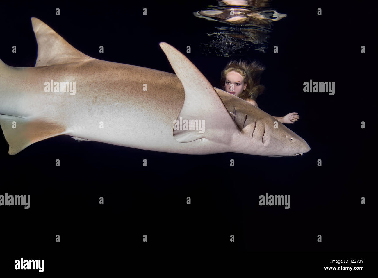 Young beautiful woman swims at night with a shark - Tawny nurse sharks ...
