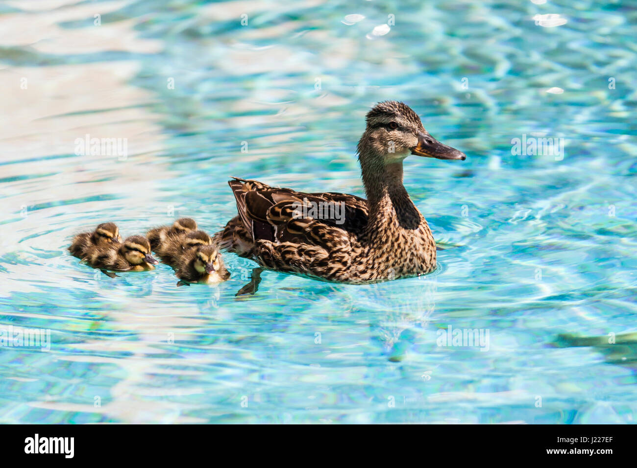 Baby in swimming pool water wings hi-res stock photography and images ...