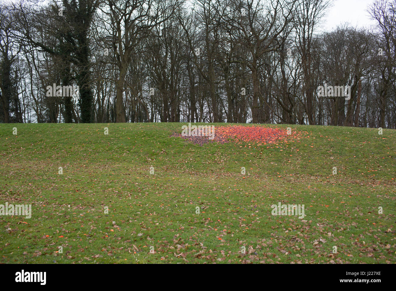 A patch of orange coloured clays or skeets, broken pieces of clay used ...