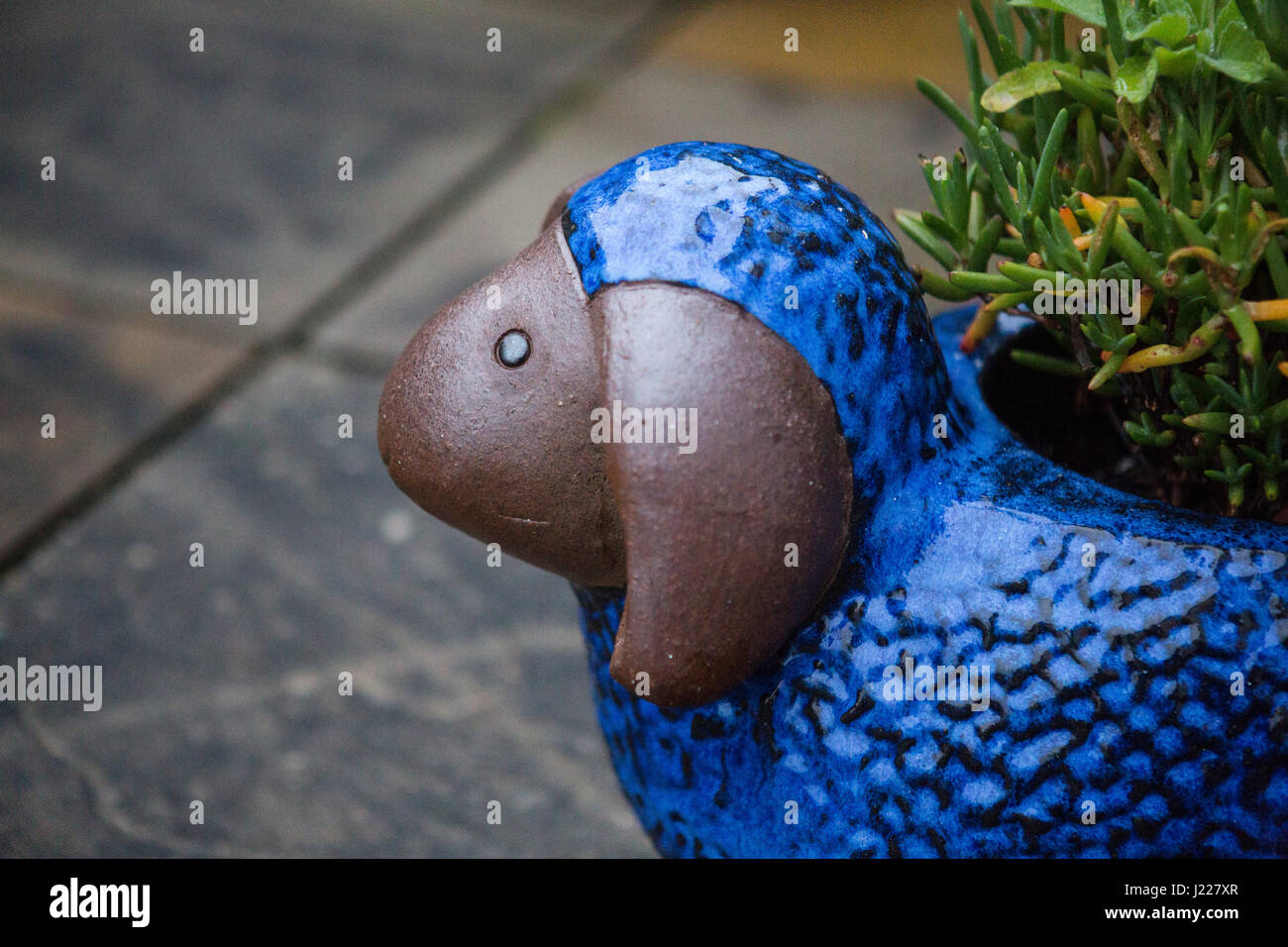 A blue glazed sheep planter with small potted plants in a UK garden ...