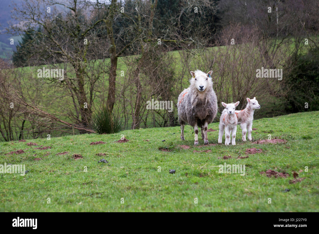 Tiny new born lambs on a Welsh hillside farm with thier mother sheep ...