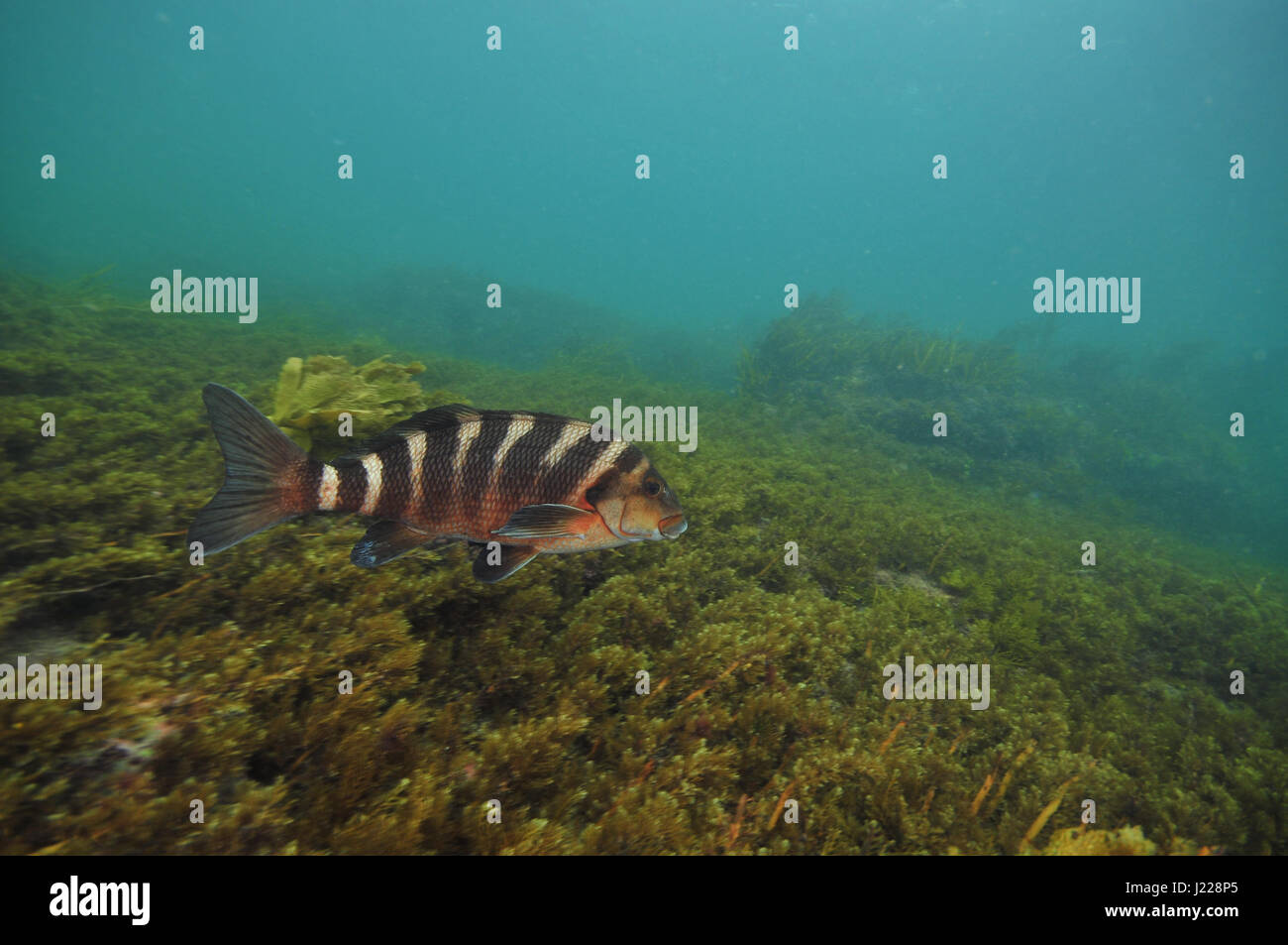 Red moki Cheilodactylus spectabilis swimming above pasture of short ...