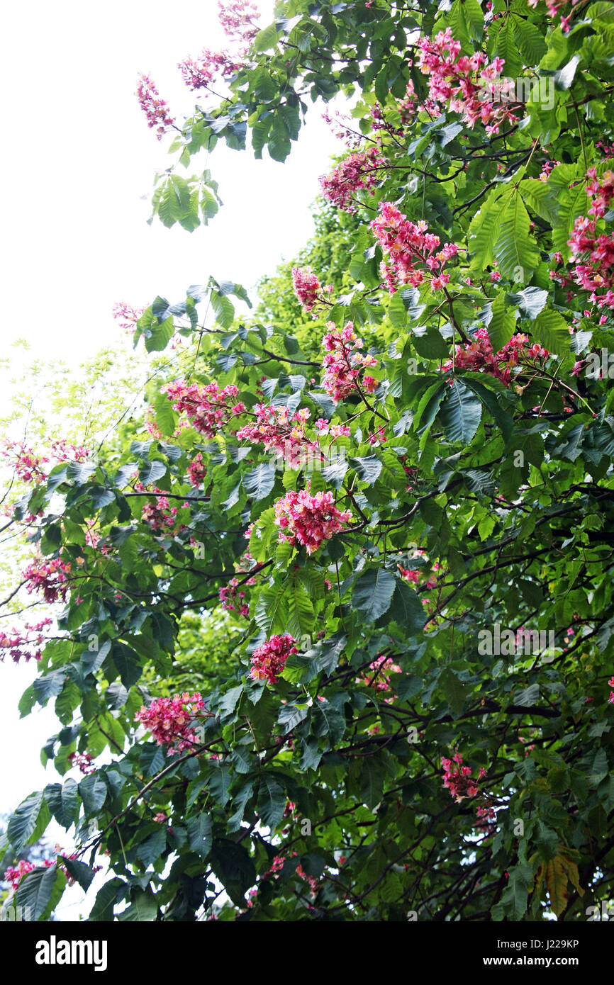 Red chestnut tree hi-res stock photography and images - Alamy