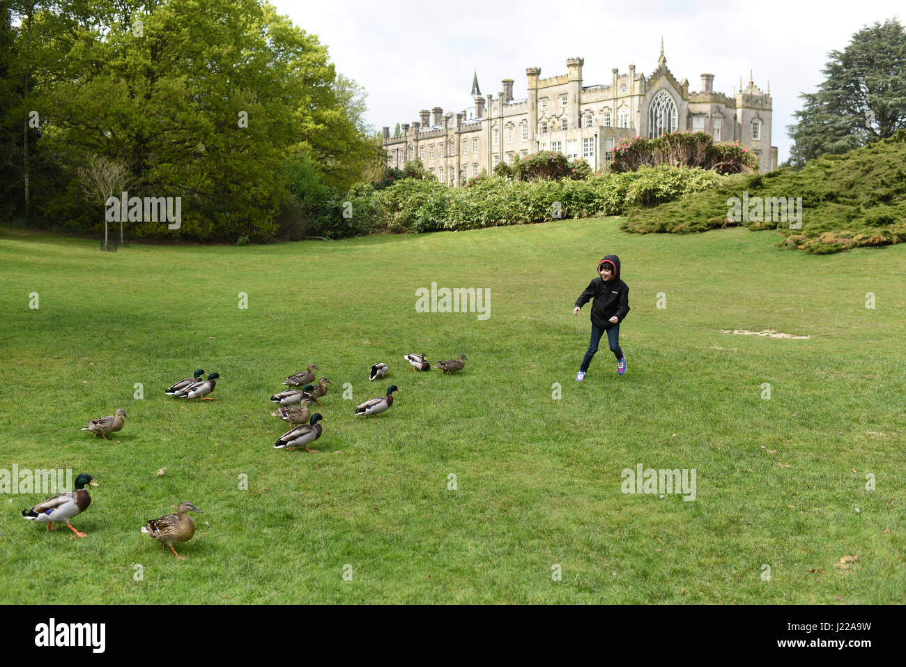Child following ducks hi-res stock photography and images - Alamy