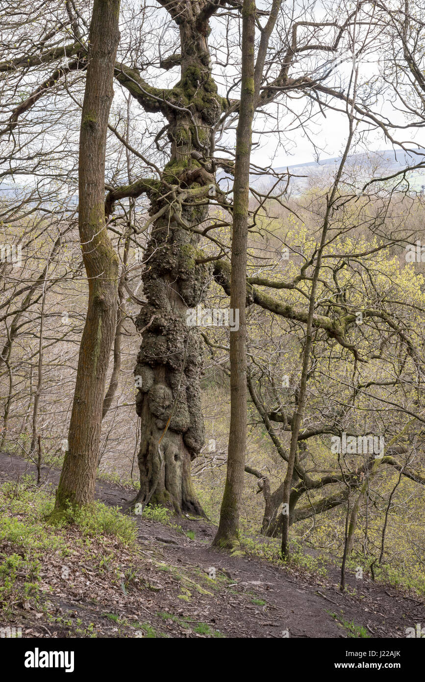 Knobbly old Oak tree in woods near Cheetham park, Stalybridge, Greater ...