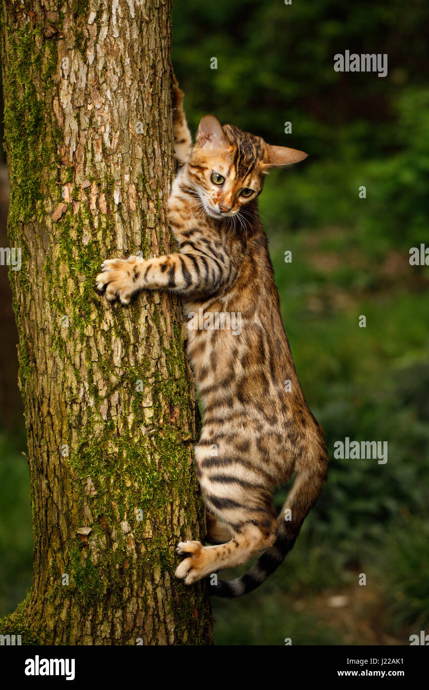 Bengal Cat outdoor Stock Photo - Alamy