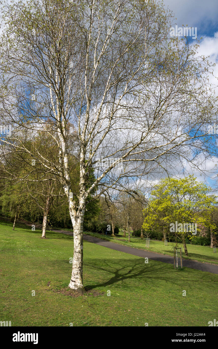 Silver Birch tree in spring sunshine at Cheetham park, Stalybridge ...