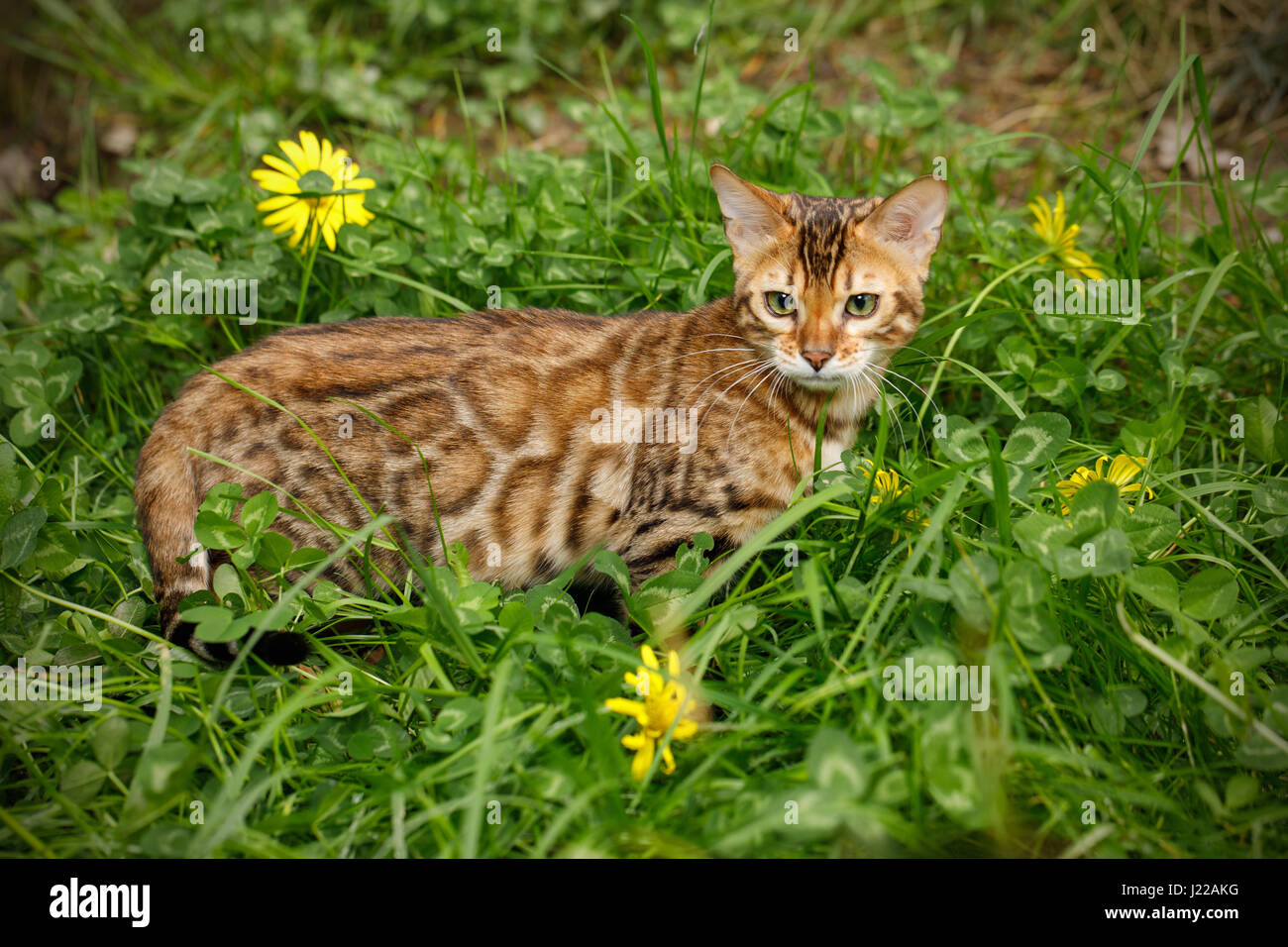 Bengal Cat outdoor Stock Photo - Alamy
