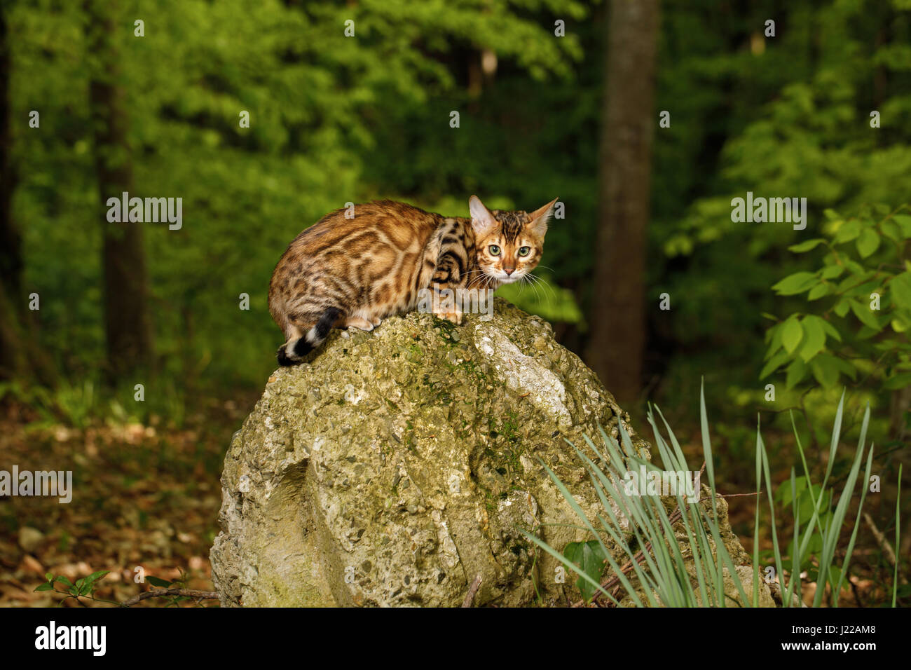 Bengal Cat outdoor Stock Photo - Alamy