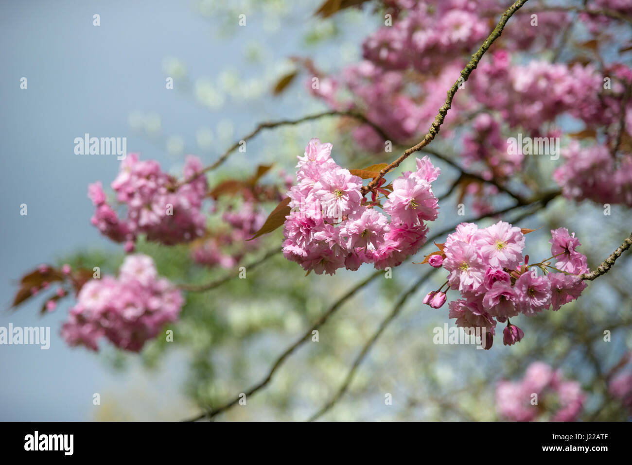 Beautiful tree full pink flowers hi-res stock photography and images ...