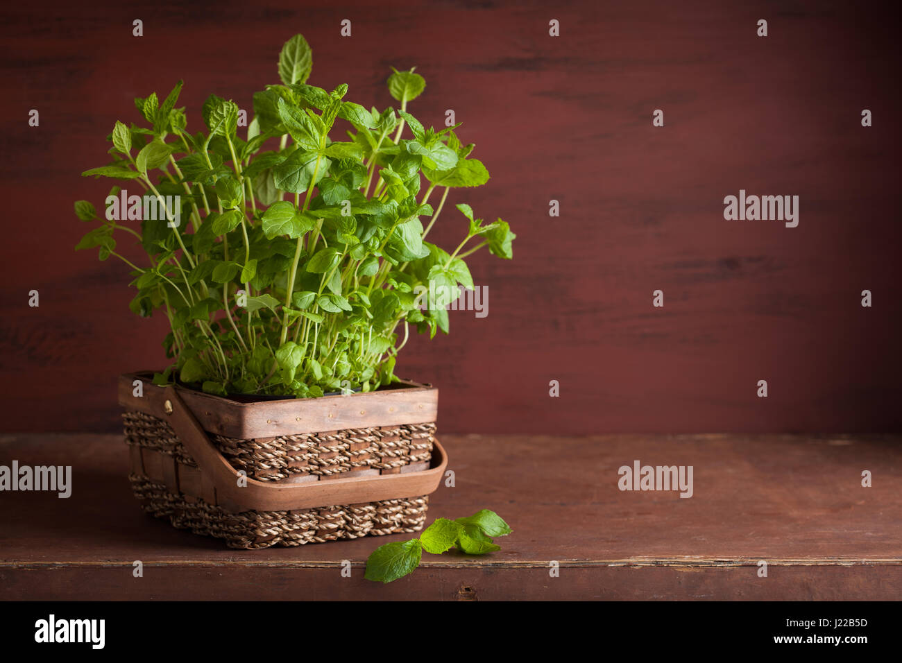 Mint pot gardening hi-res stock photography and images - Alamy
