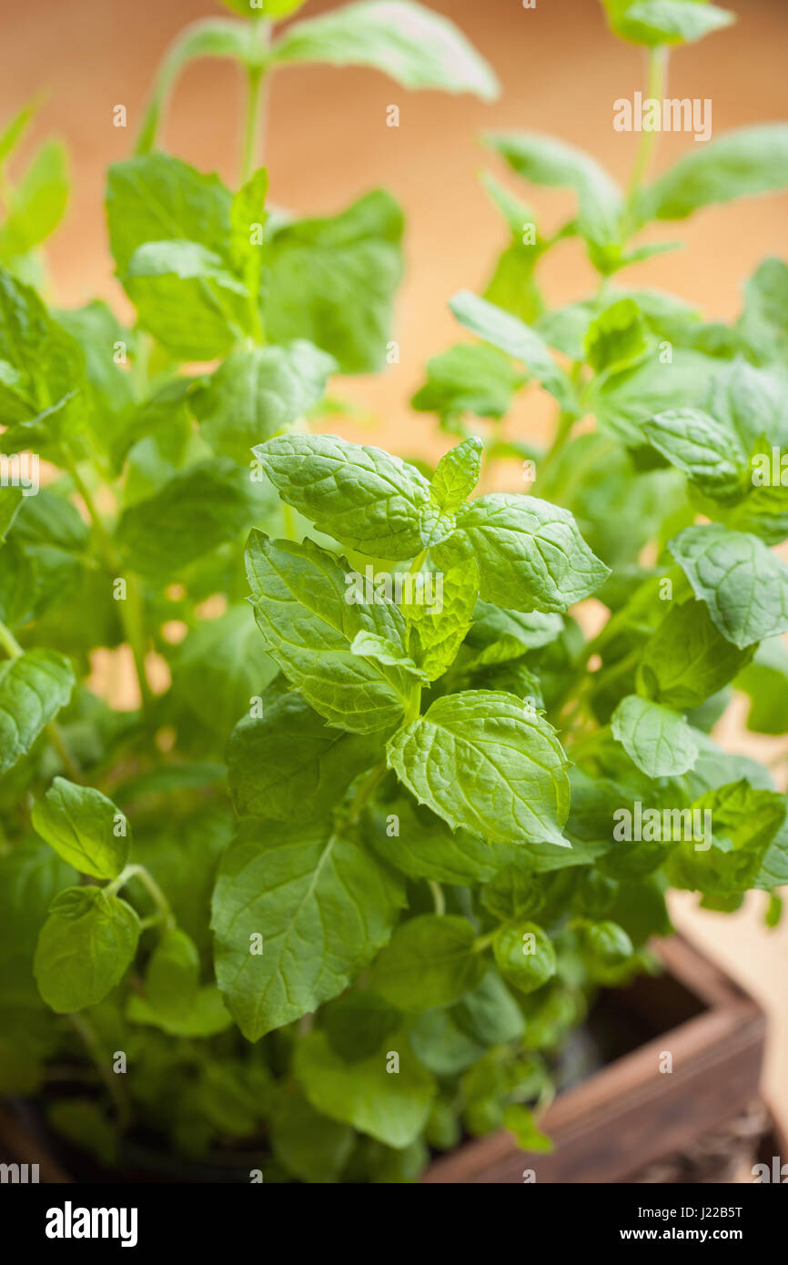 Mint pot gardening hi-res stock photography and images - Alamy