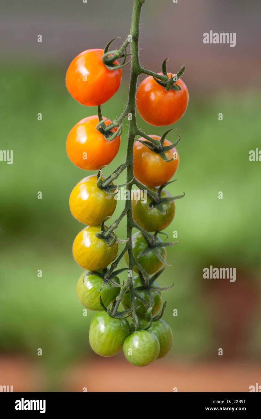 tomatoes growing on a branch Stock Photo - Alamy