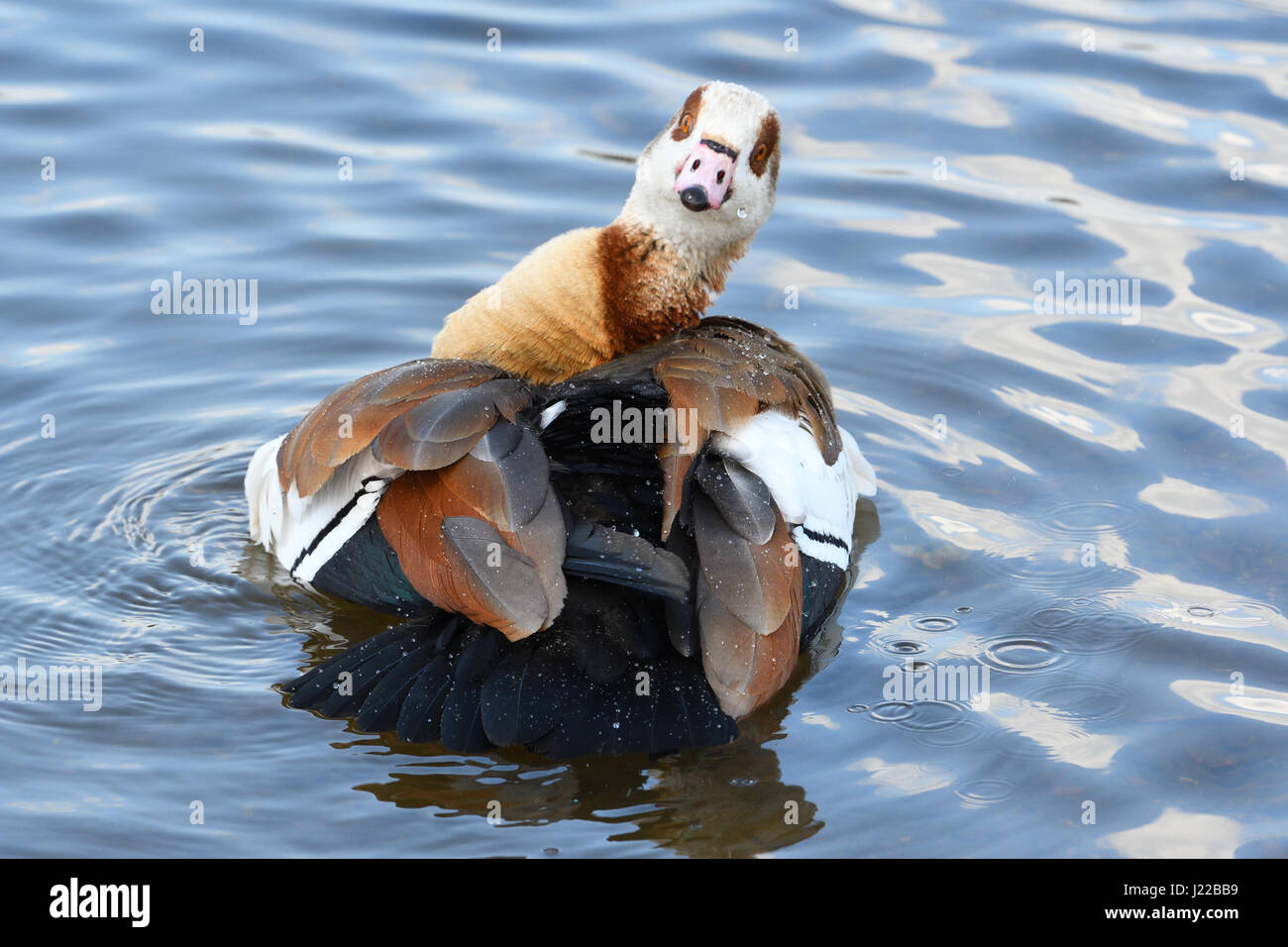 Unusual goose hi-res stock photography and images - Alamy