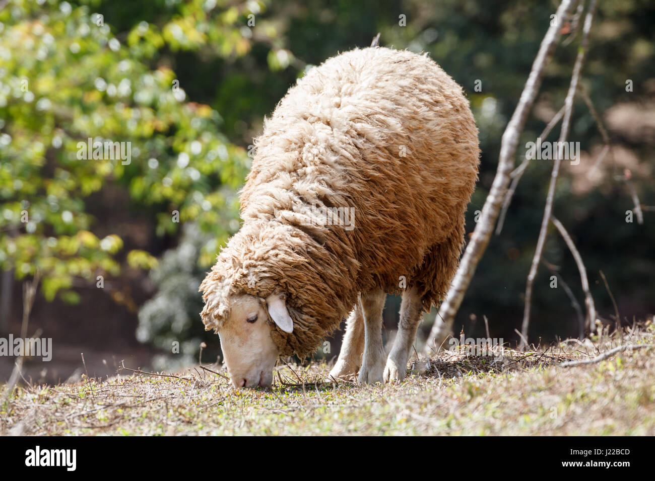 Sheep in nature on meadow. Farming outdoor Stock Photo - Alamy