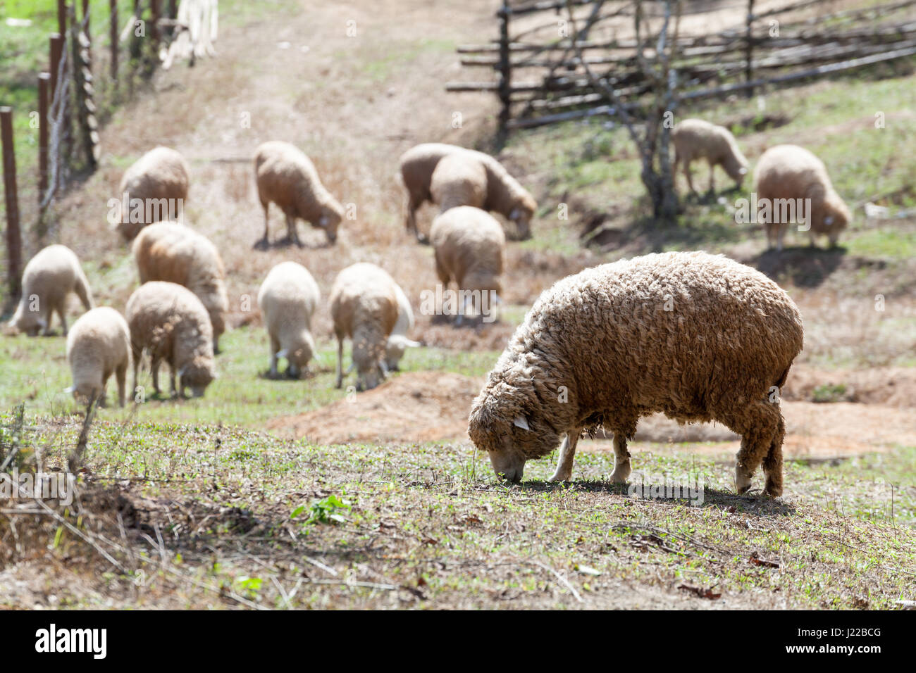 Sheep in nature on meadow. Farming outdoor Stock Photo - Alamy