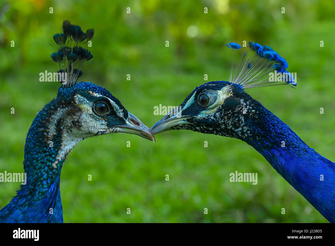 National Bird Of Vietnam Stock Photos & National Bird Of Vietnam Stock ...