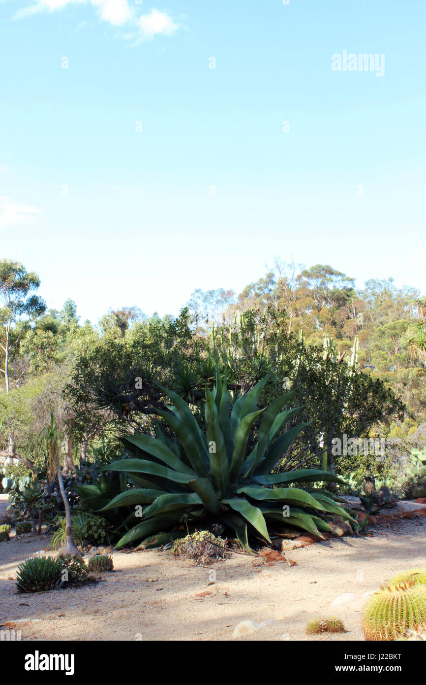 Huge agave hi-res stock photography and images - Alamy