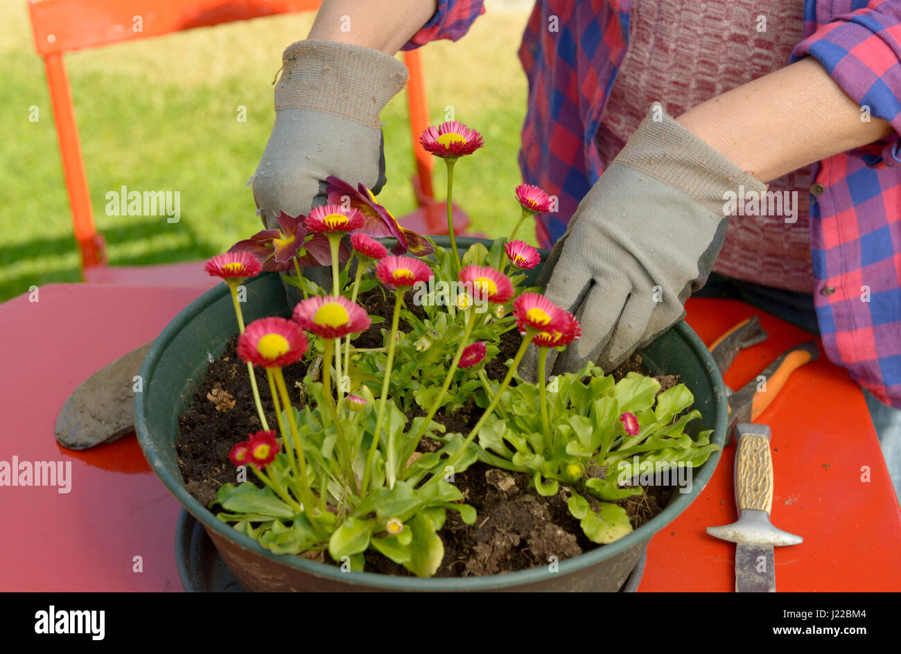 hands woman planting flowers in garden Stock Photo - Alamy