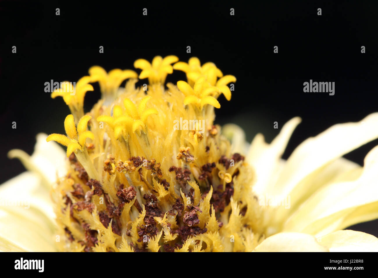 flower close up spring season nature background Stock Photo - Alamy