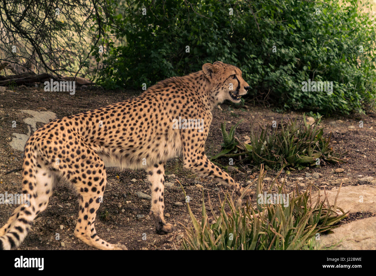 Walking Cheetah on the prowl Stock Photo - Alamy