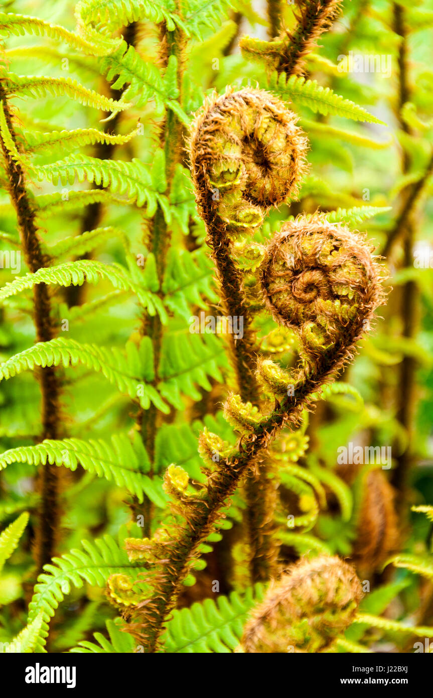 Fern Plant Picture