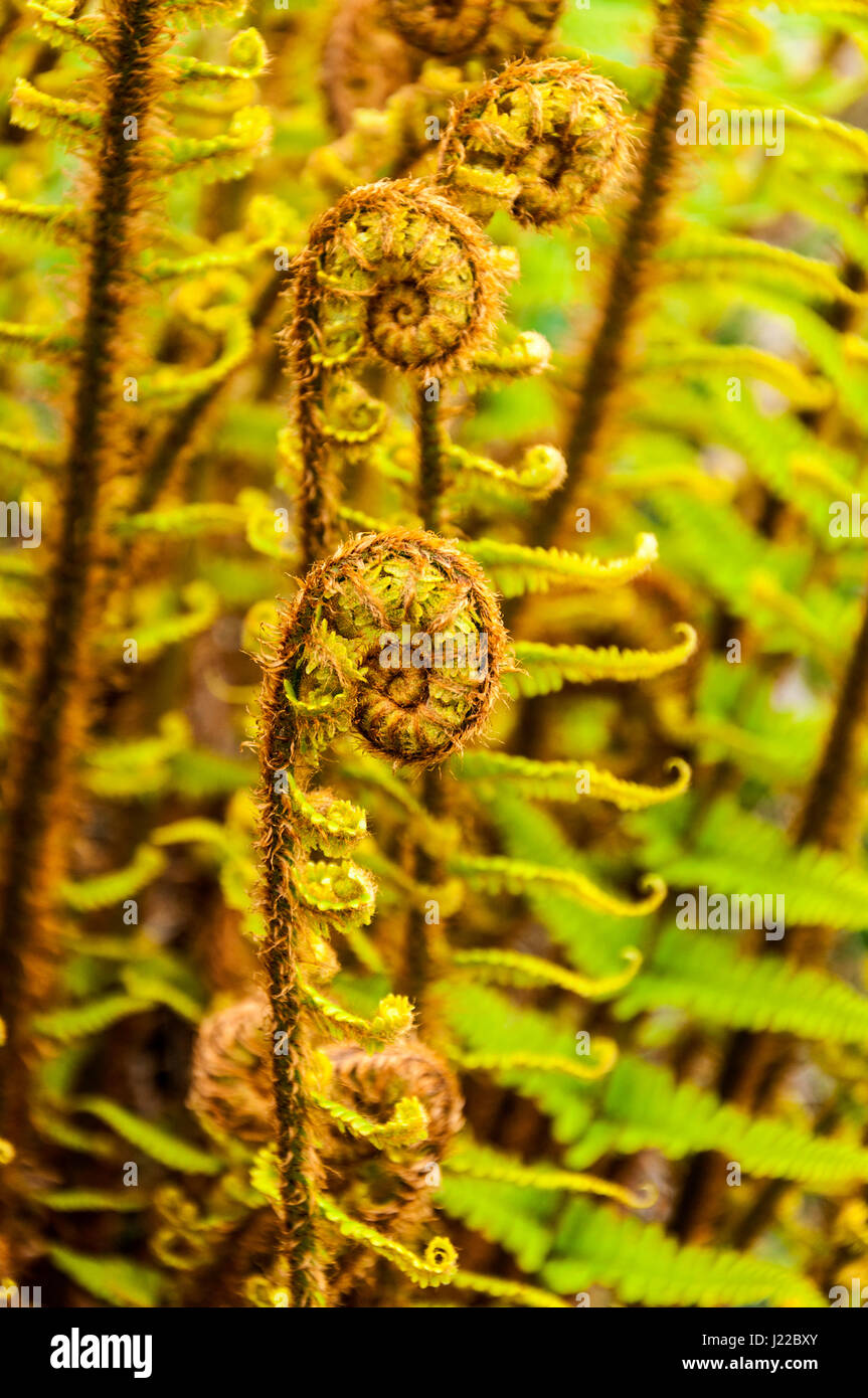 Fern unrolling a new frond. New growth in spring. Ferns renewal ...