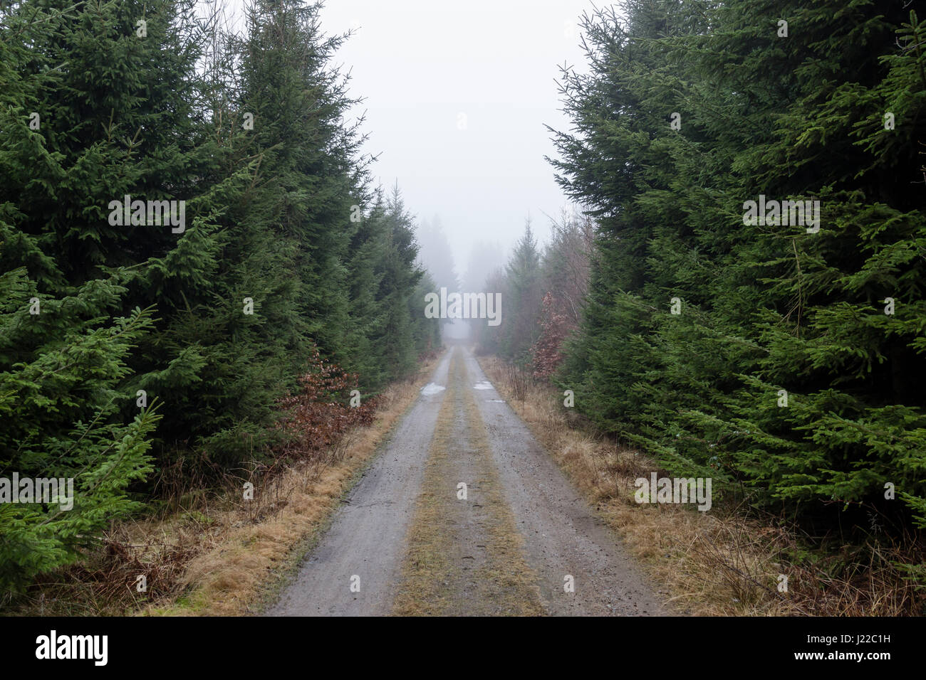 Misty scene and fir-trees Stock Photo - Alamy