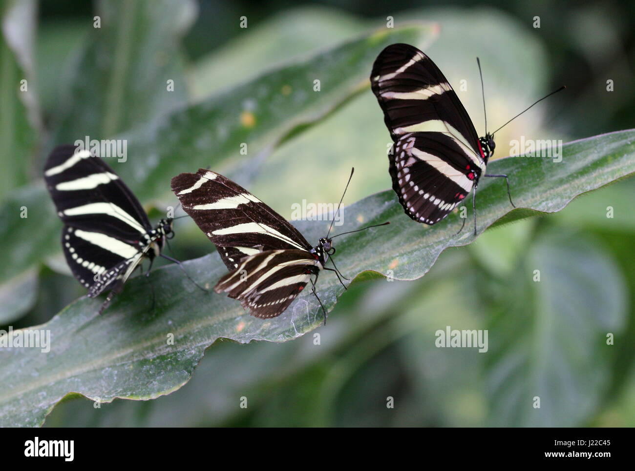 Three Zebra Longwings or Zebra Heliconian butterflies (Heliconius ...