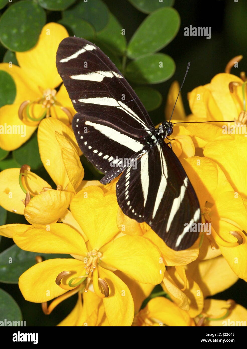 Zebra longwing flower hi-res stock photography and images - Alamy