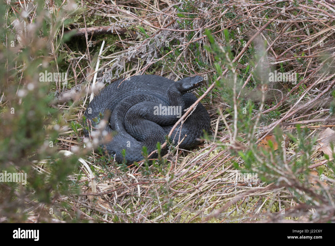 Black adder hi-res stock photography and images - Alamy