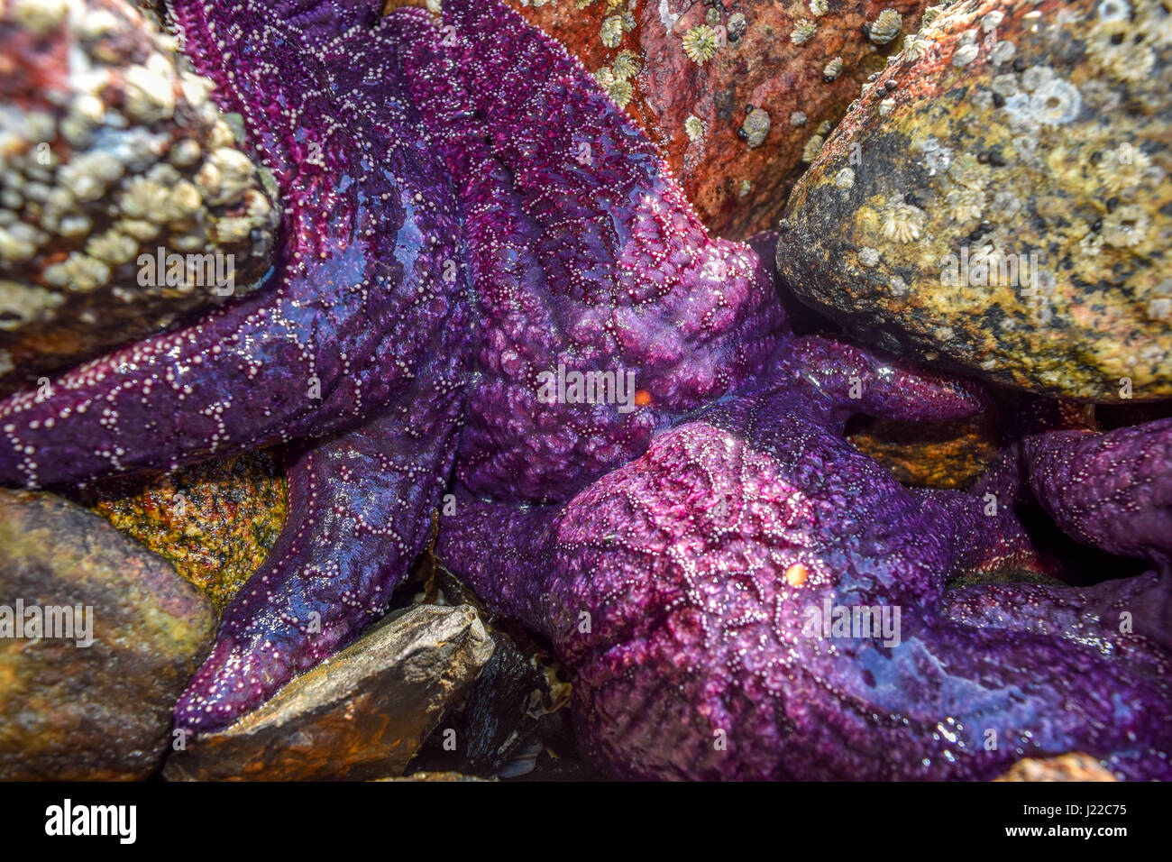 Close up of Starfish Stock Photo - Alamy
