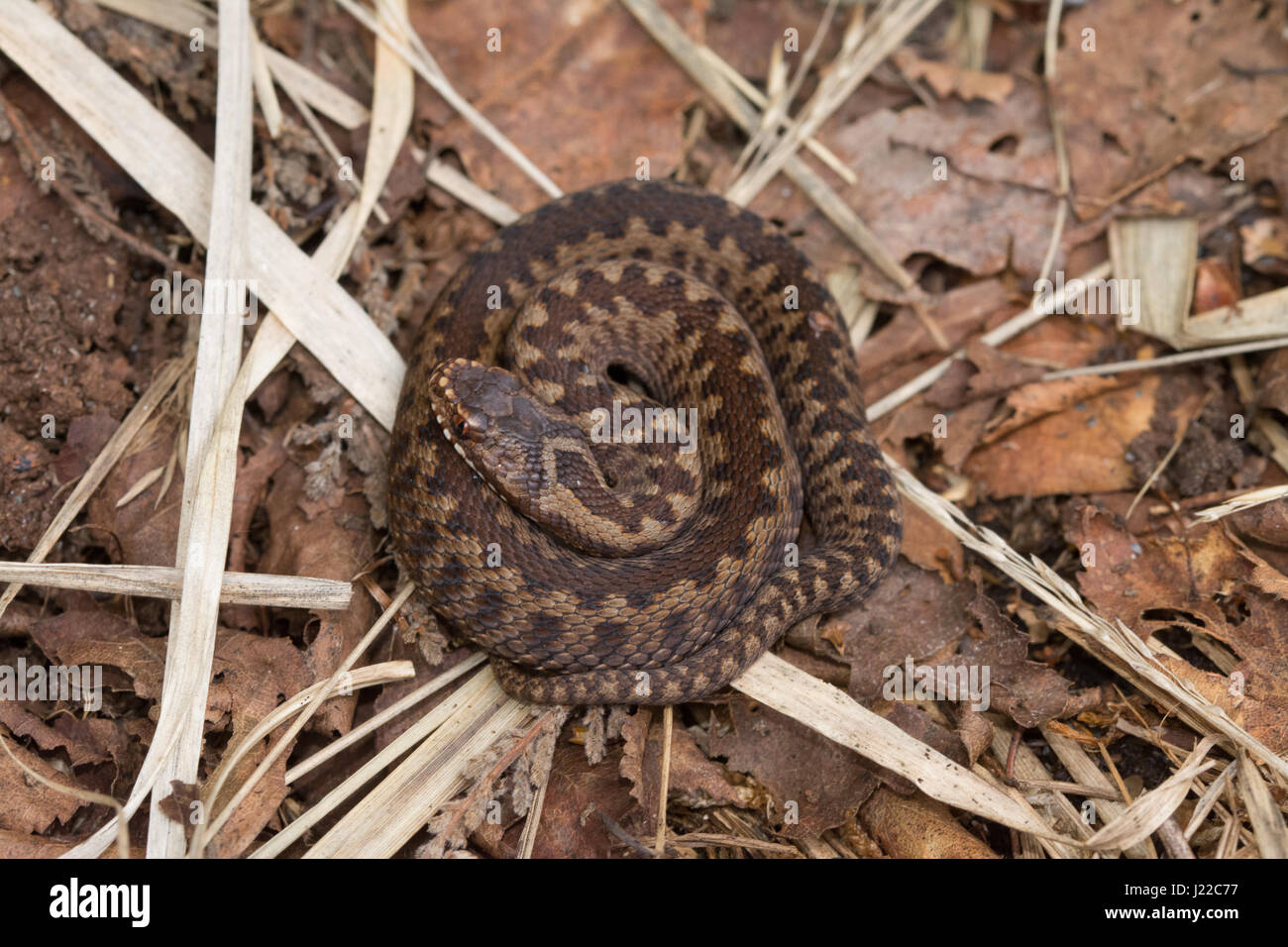 Baby Viper Snake Stock Photos & Baby Viper Snake Stock Images - Alamy