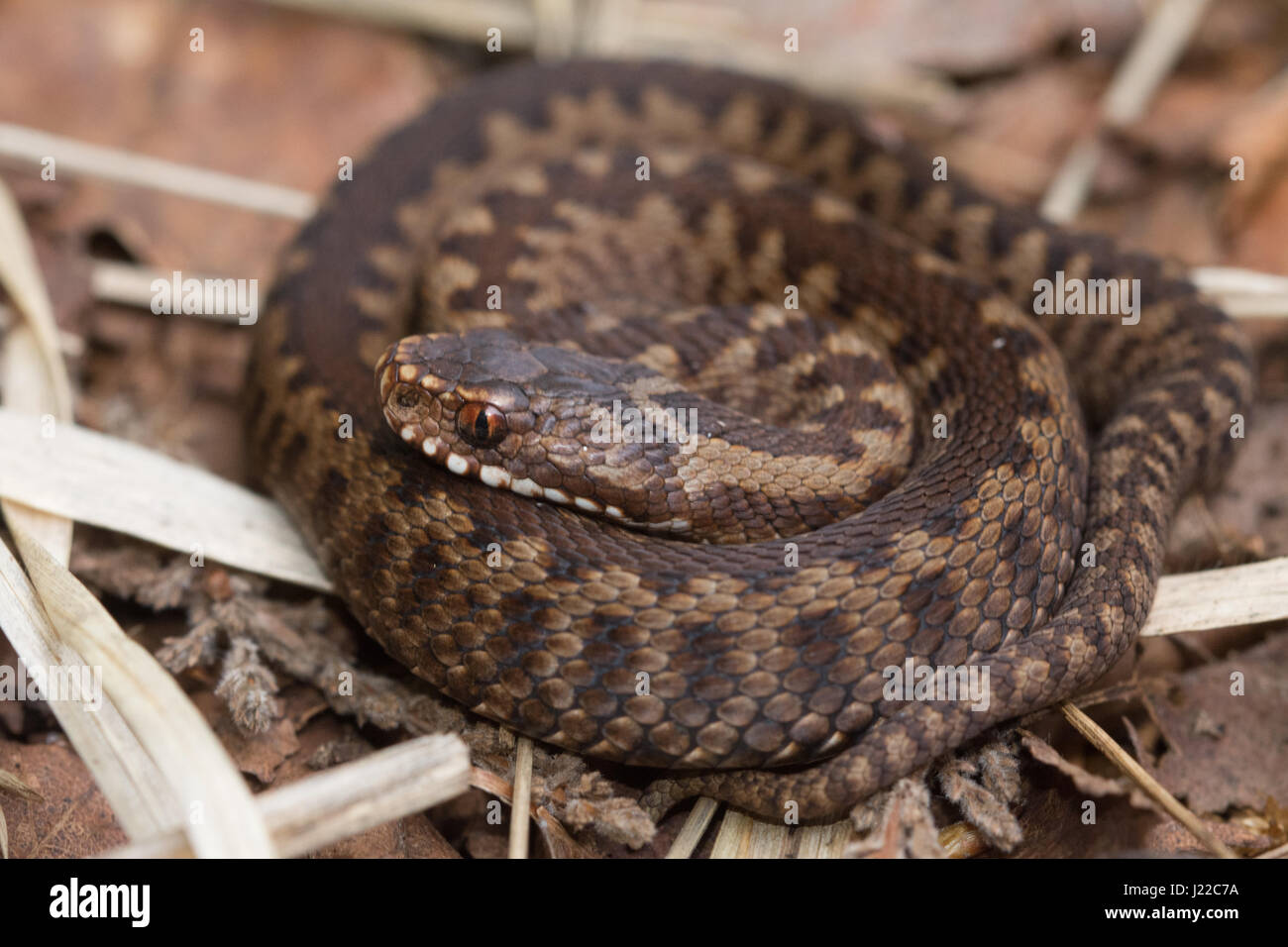 Baby adder hi-res stock photography and images - Alamy