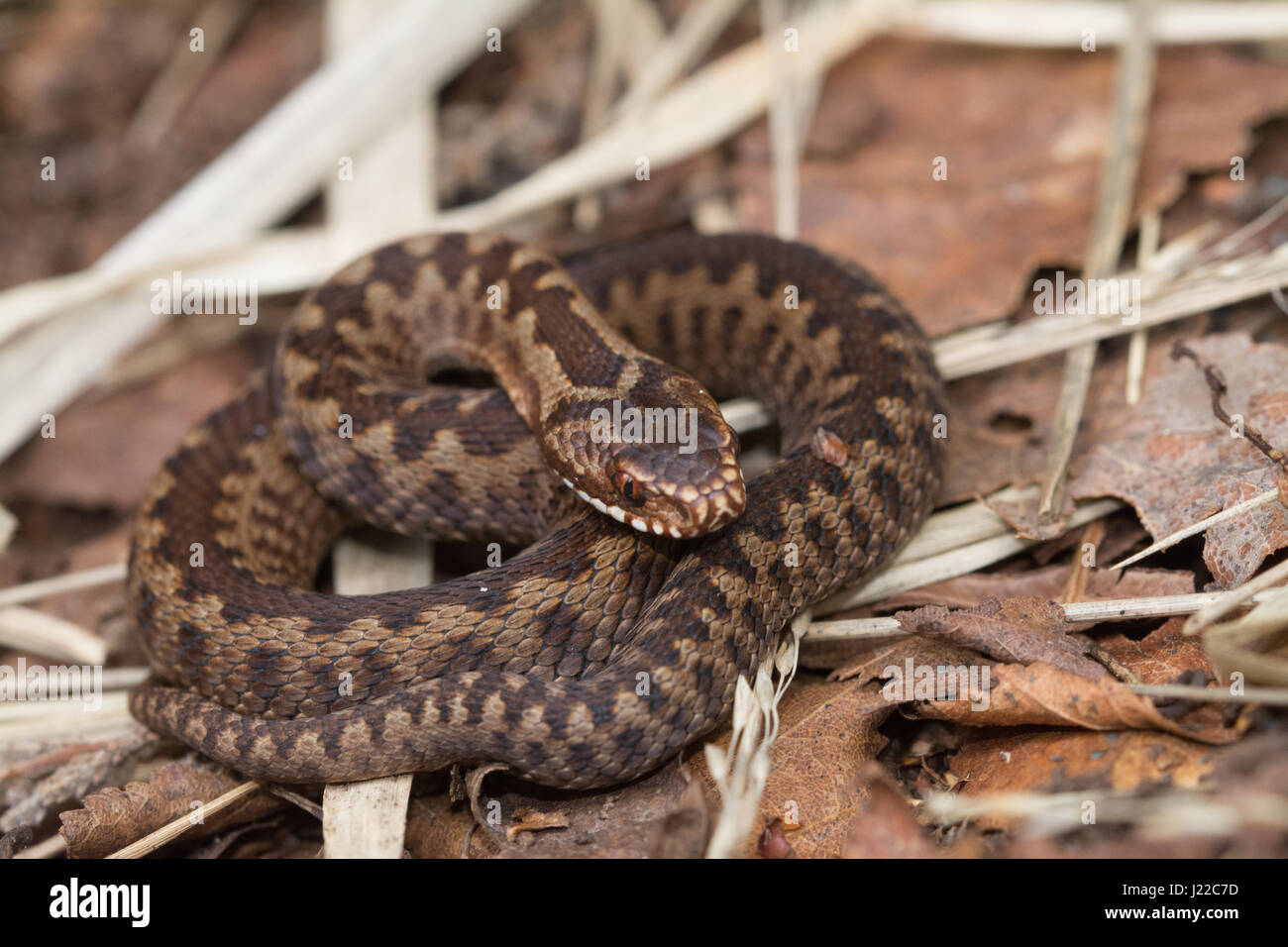 Baby Puff Adder
