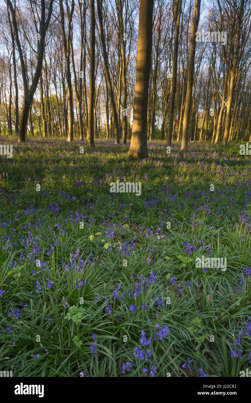 Bluebells micheldever wood in hampshire hi-res stock photography and ...