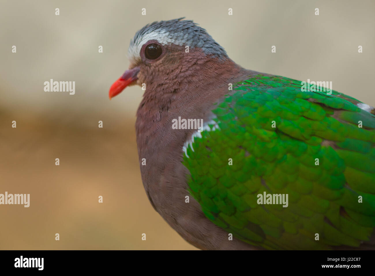 Common Emerald Dove High Resolution Stock Photography and Images - Alamy