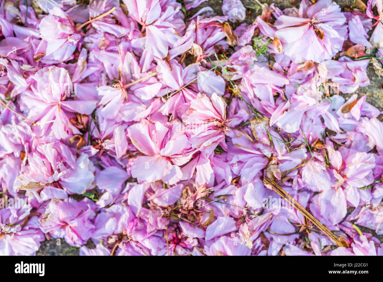 Fallen Blossom Stock Photos & Fallen Blossom Stock Images - Alamy