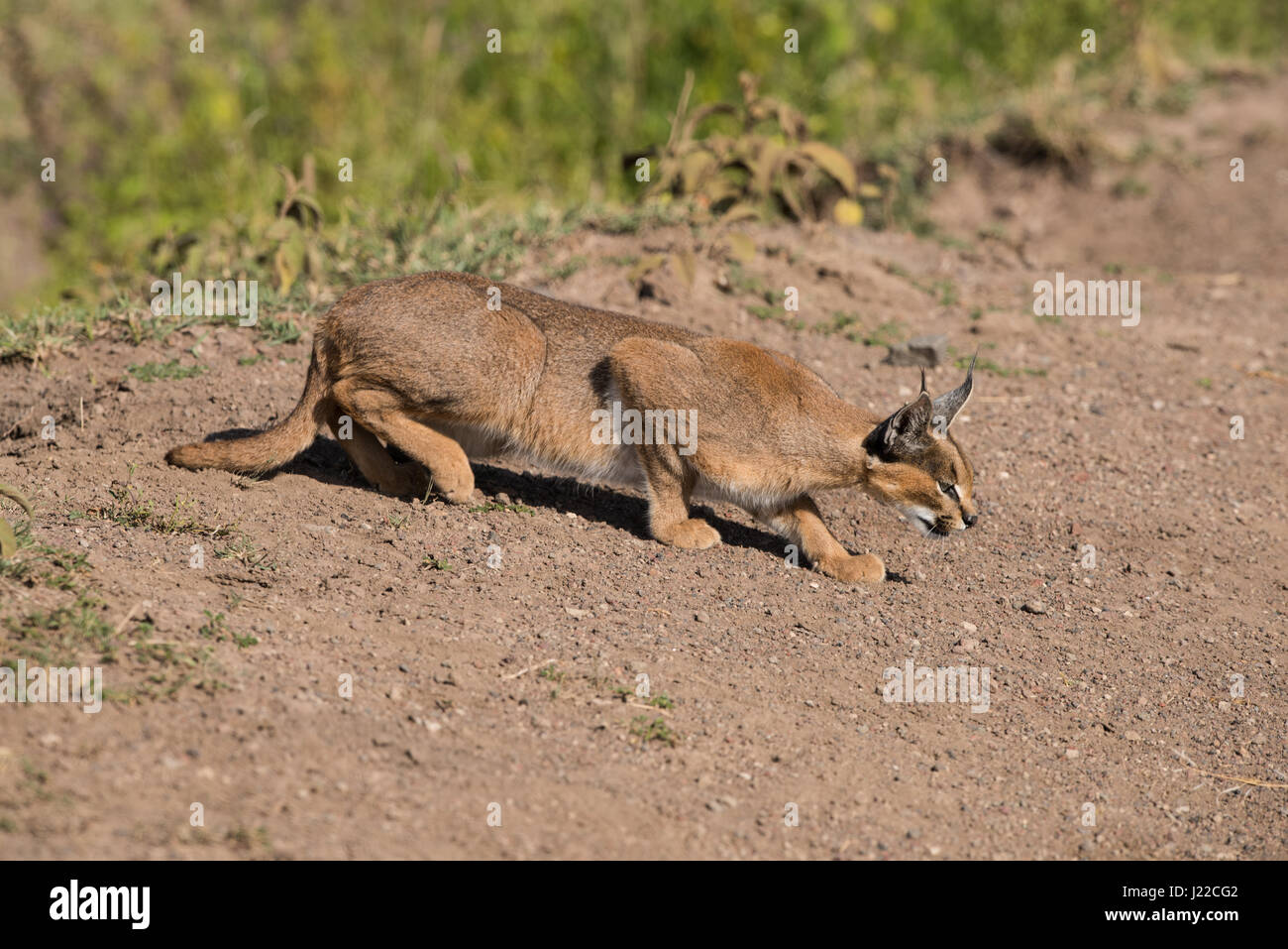 Caracal cat, Tanzania Stock Photo - Alamy
