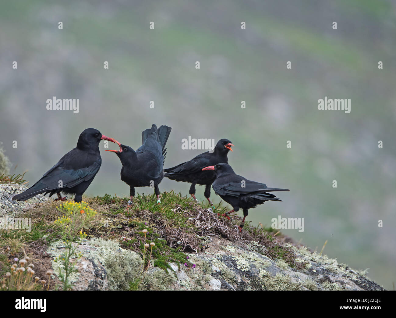 Cornish breeding success hi-res stock photography and images - Alamy
