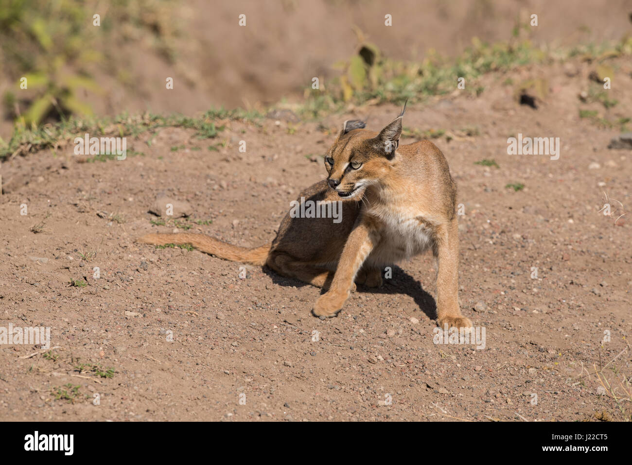 Caracal cat, Tanzania Stock Photo - Alamy