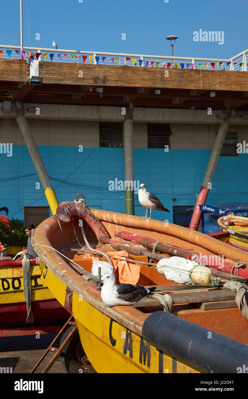Juvenile Kelp Gull (Larus dominicanus) resting on a fishing boat at the ...