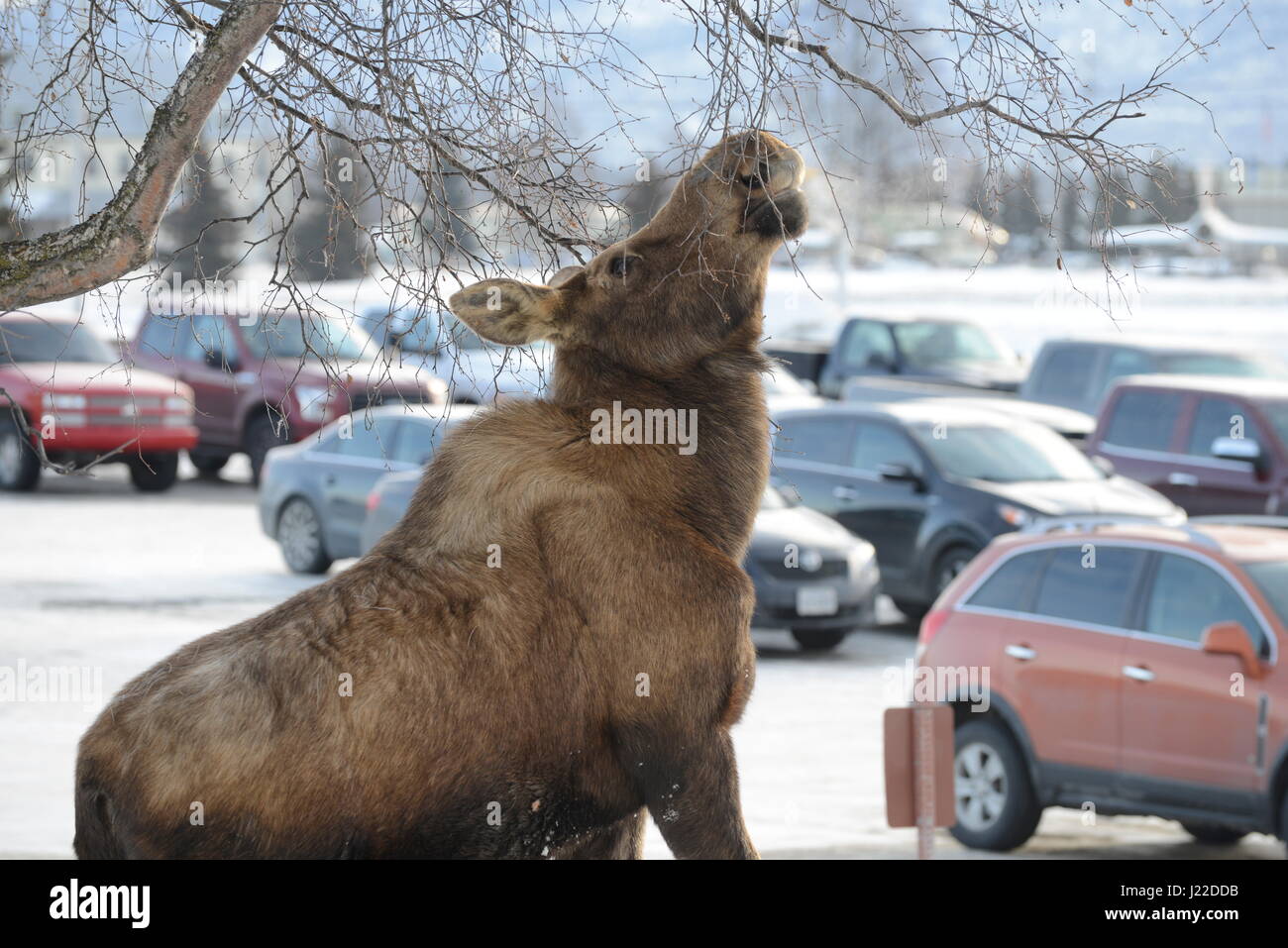 Run as fast as 35 miles hi-res stock photography and images - Alamy