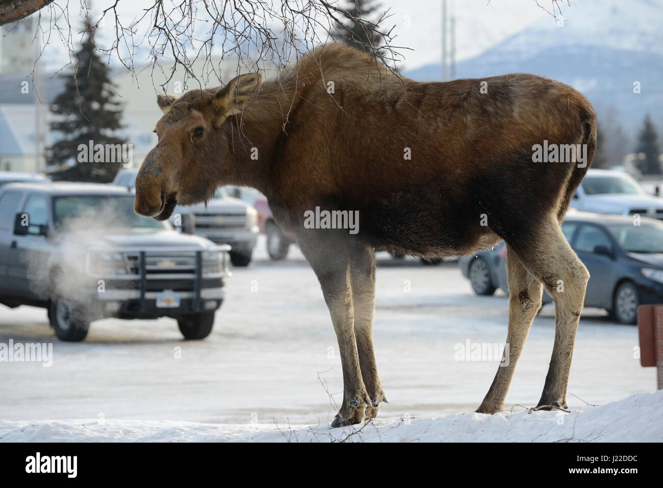 Run as fast as 35 miles hi-res stock photography and images - Alamy