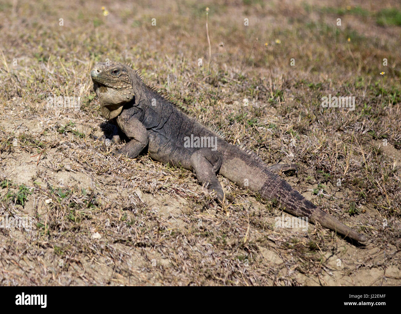 An iguana rests on the side of a hill during patrolling exercises at ...